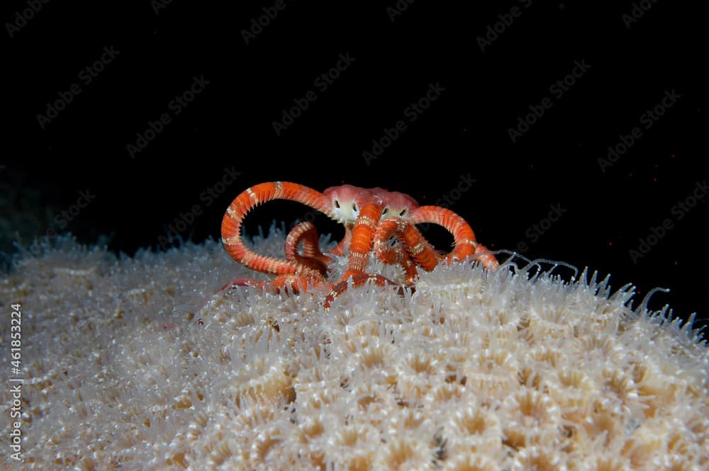 ruby brittle star · Ophioderma rubicunda · Reeflings Library