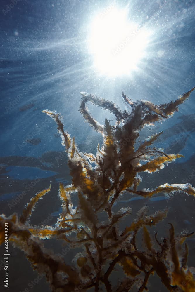 Gulfweed · Sargassum sinicola · Reeflings Library