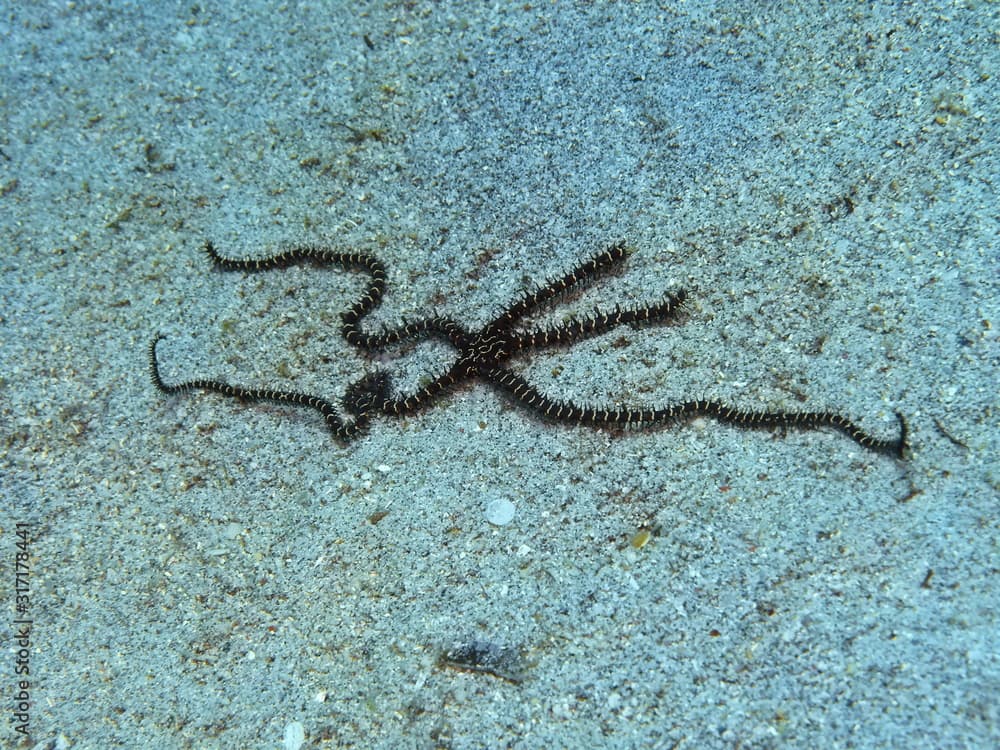 brittlestar · Amphiura filiformis · Reeflings Library