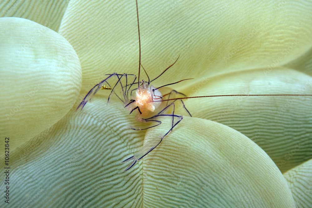 Bubble Coral Shrimp · Liosina paradoxa · Reeflings Library