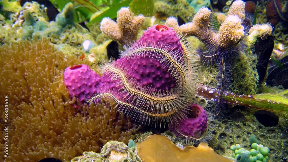 Star Sponge · Diplastrella megastellata · Reeflings Library