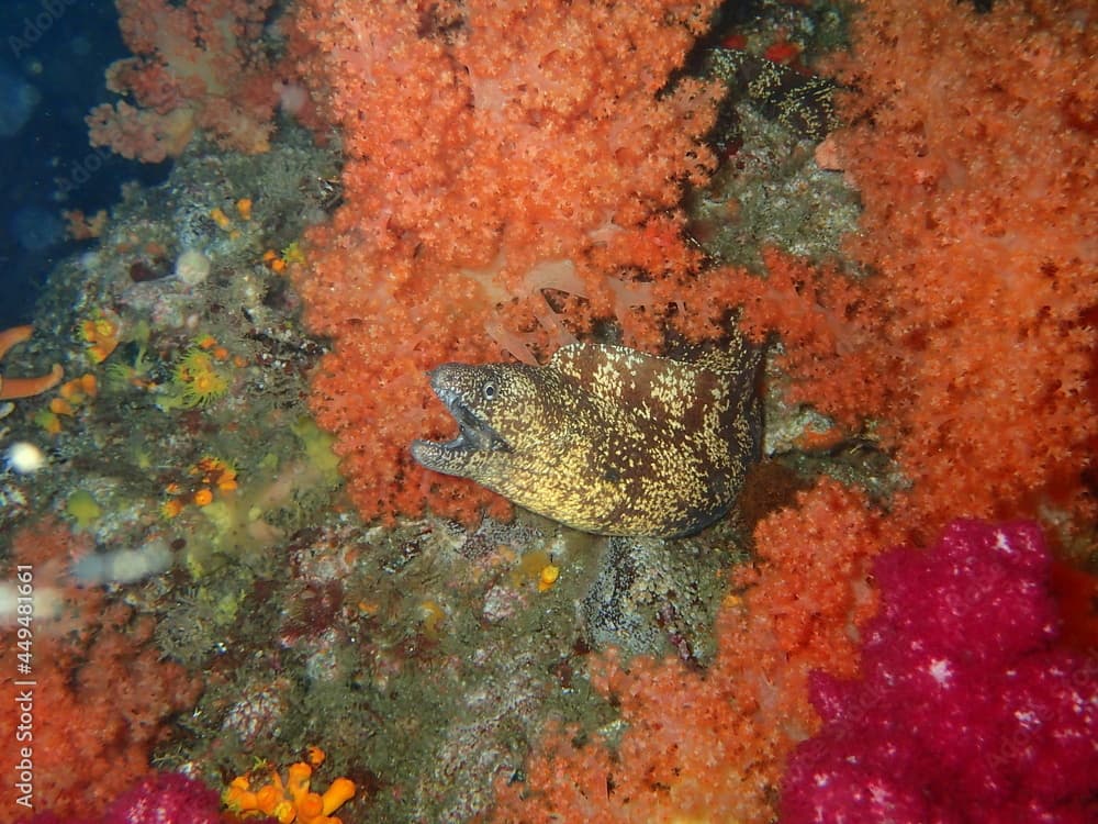 Barred moray · Echidna polyzona · Reeflings Library