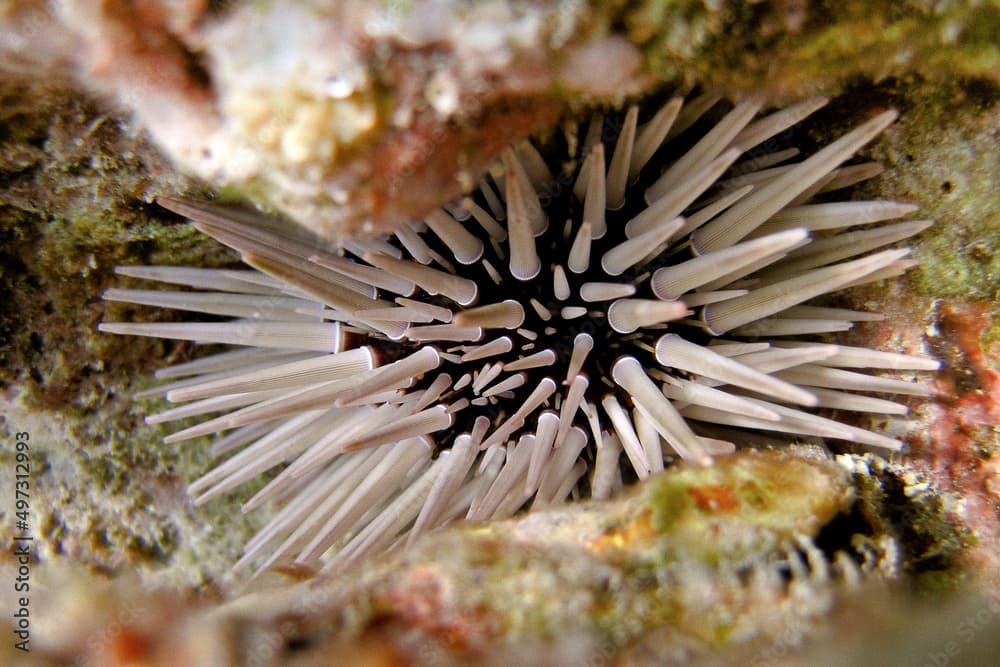 rock-boring urchin · Echinometra mathaei · Reeflings Library