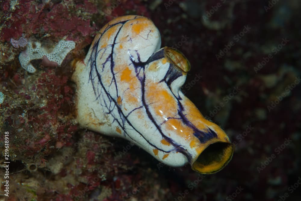 golden sea squirt · Polycarpa aurata · Reeflings Library