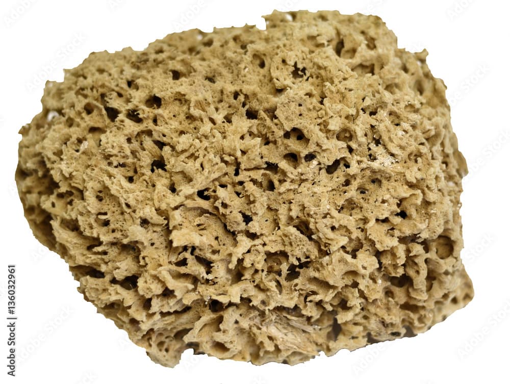 commercial sponge · Spongia officinalis · Reeflings Library