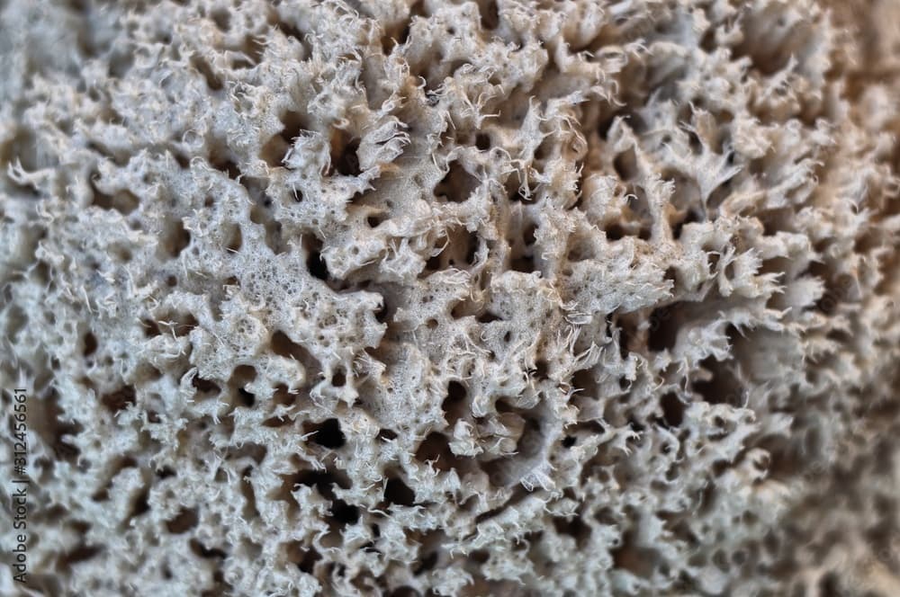 commercial sponge · Spongia officinalis · Reeflings Library