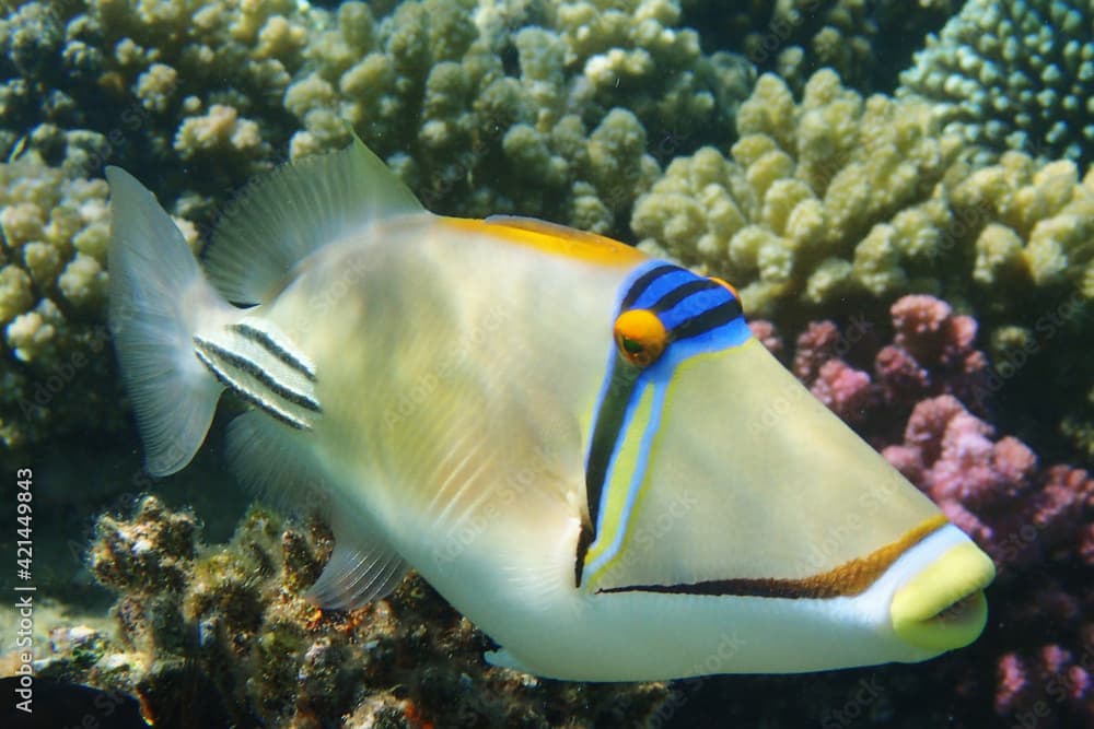 Blue Line Triggerfish · Xanthichthys lineopunctatus · Reeflings Library