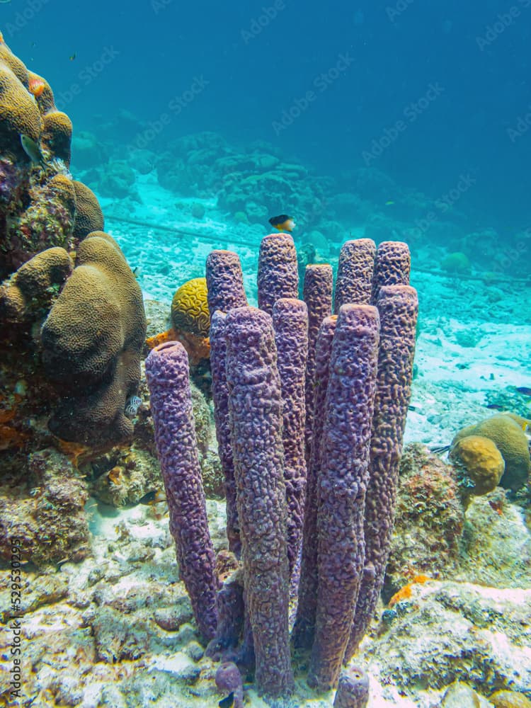 branching sponge · Axinella dissimilis · Reeflings Library