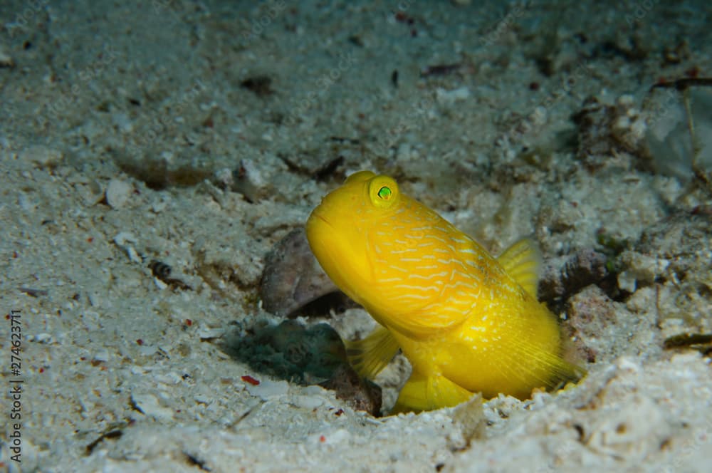 Blotched Sand Goby · Fusigobius inframaculatus · Reeflings Library