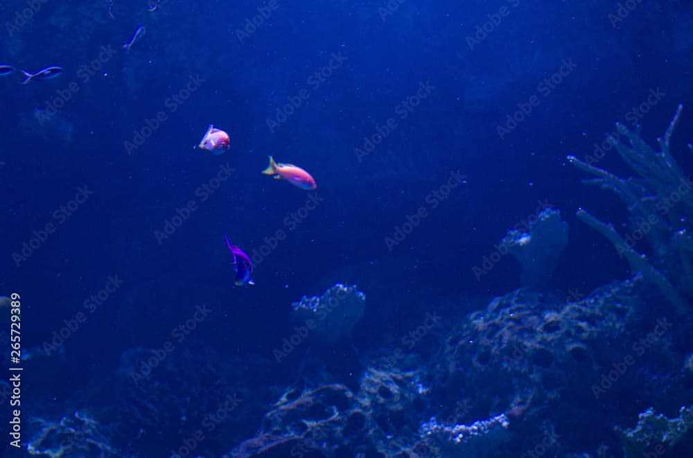 Red-fin fairy wrasse · Cirrhilabrus adornatus · Reeflings Library