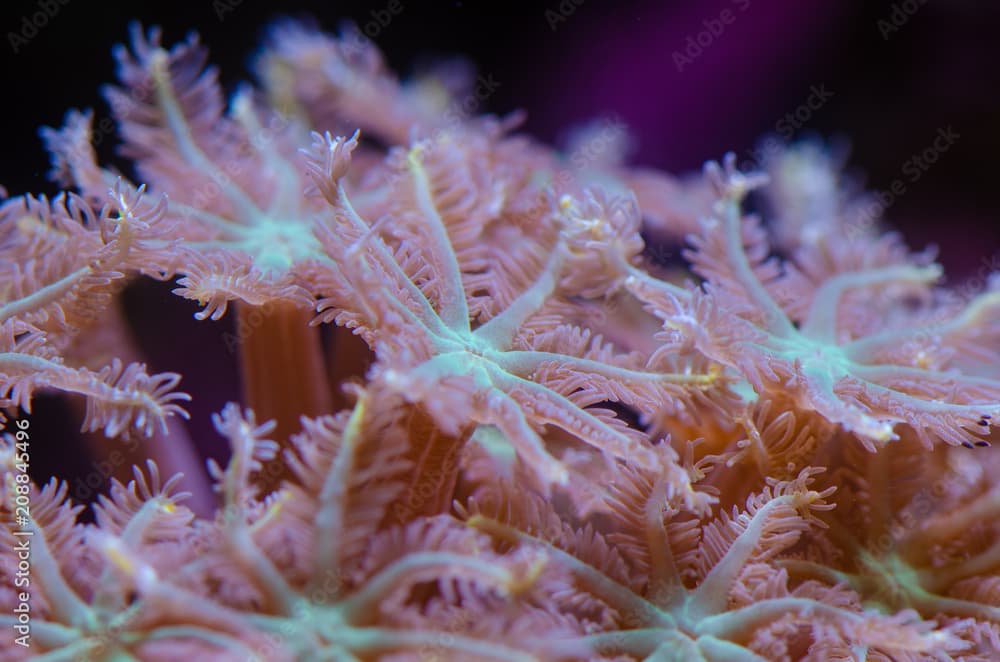 Green Star Polyps · Clavularia viridis · Reeflings Library