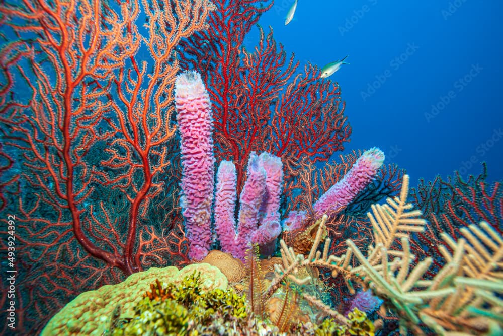 azure vase sponge · Callyspongia plicifera · Reeflings Library