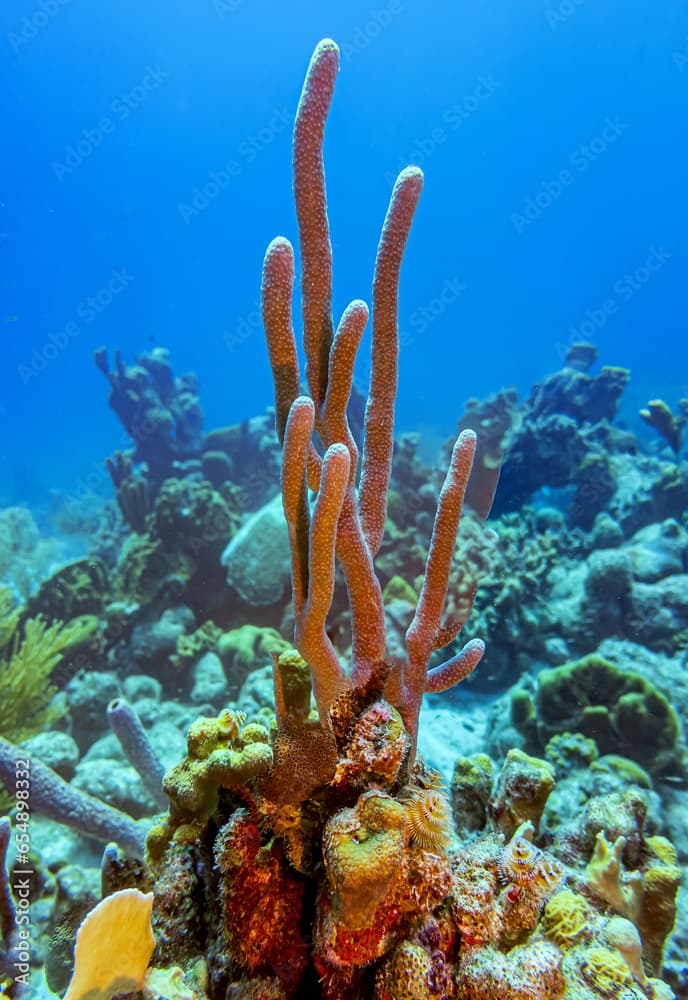 erect rope sponge · Amphimedon compressa · Reeflings Library