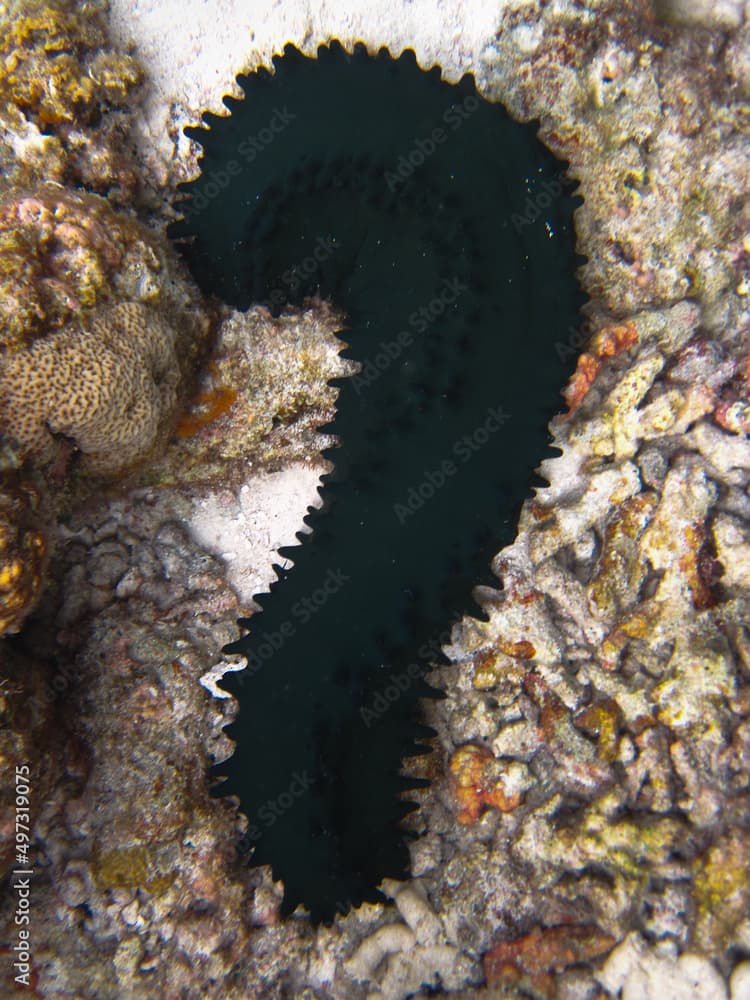 greenfish · Stichopus chloronotus · Reeflings Library