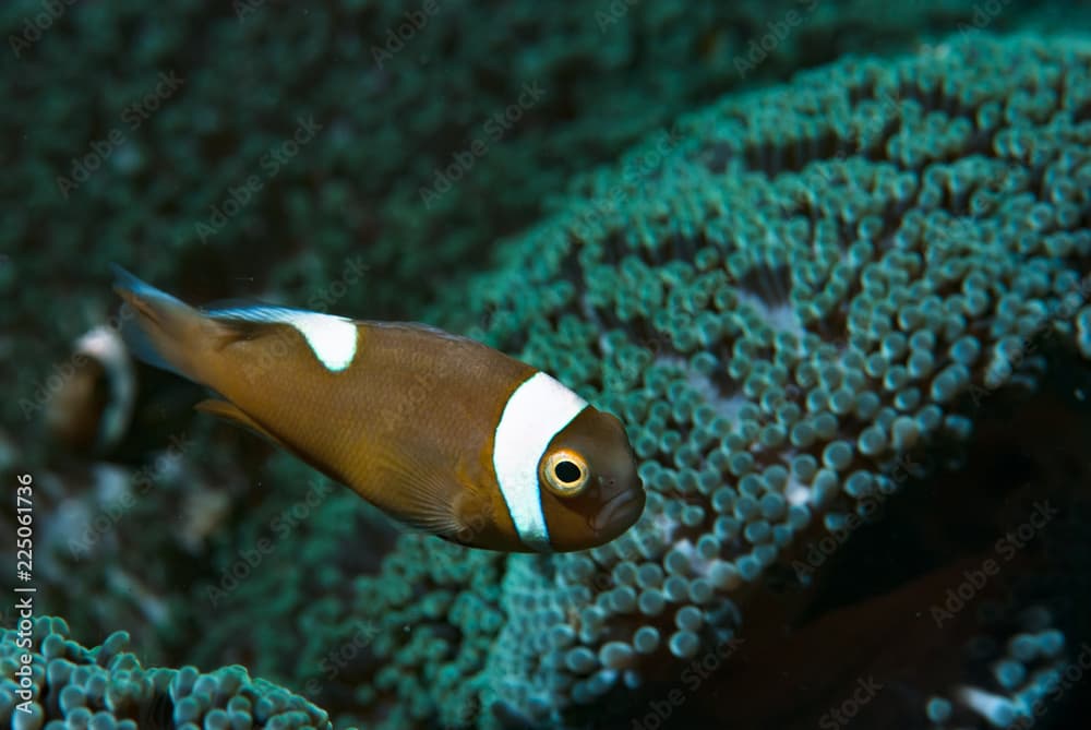 Sebae clownfish · Amphiprion sebae · Reeflings Library