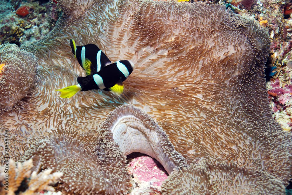 Sebae clownfish · Amphiprion sebae · Reeflings Library