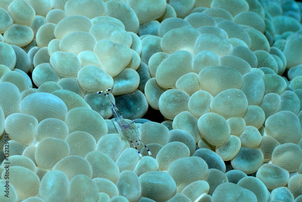 Long-arm Cleaner Shrimp · Periclimenes longicarpus · Reeflings Library