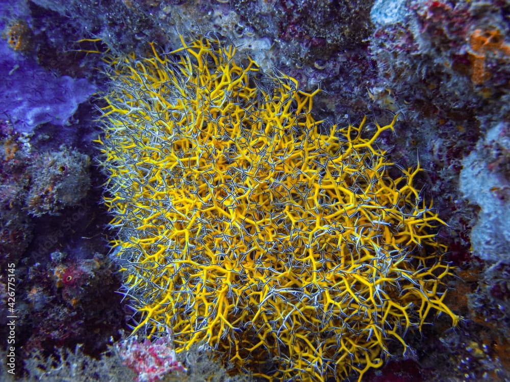 Giant Basket Star · Astrophyton muricatum · Reeflings Library