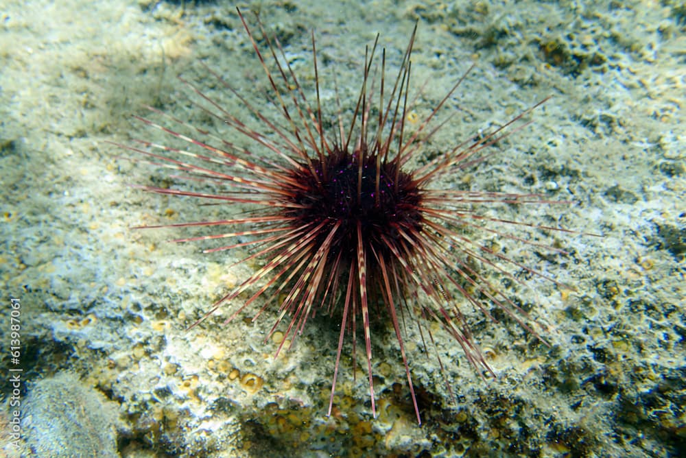 long-spined urchin · Centrostephanus longispinus · Reeflings Library