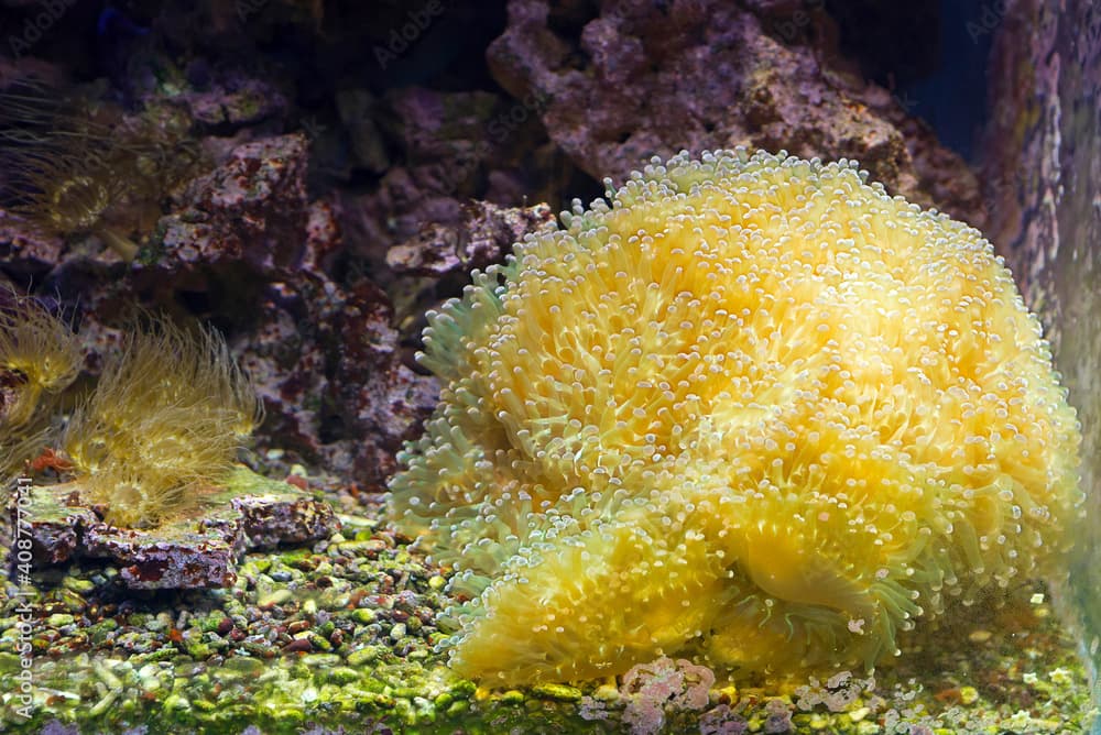 Branching Hammer Coral · Adreus fascicularis · Reeflings Library