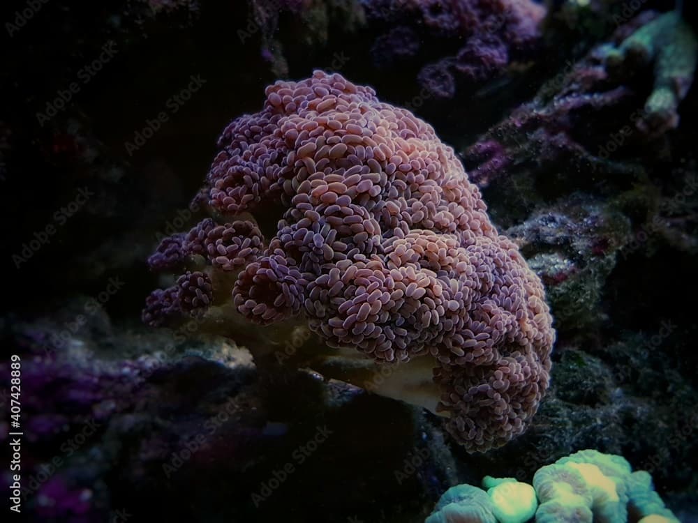 Branching Hammer Coral · Adreus fascicularis · Reeflings Library