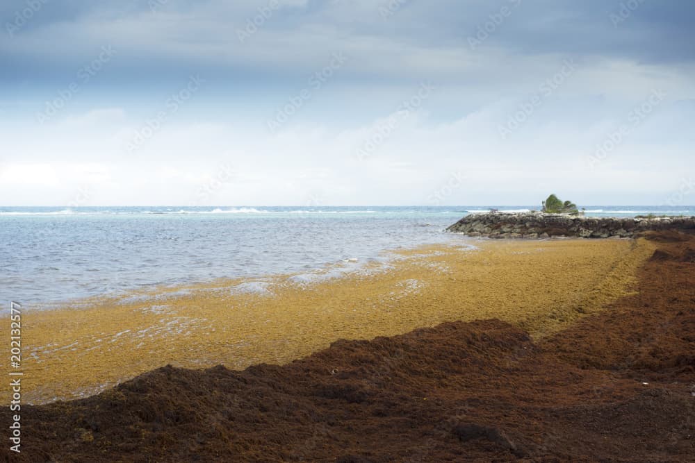 Gulfweed · Sargassum fluitans · Reeflings Library