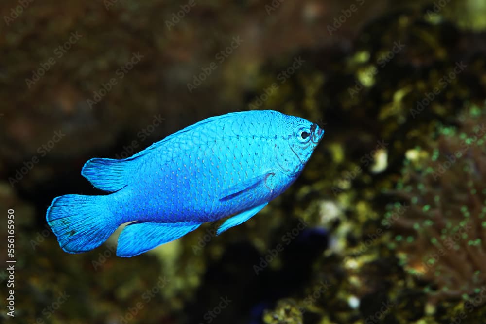 Fiji Blue Devil Damselfish · Chrysiptera taupou · Reeflings Library