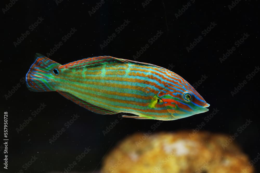 orangetipped rainbowfish · Halichoeres melanurus · Reeflings Library