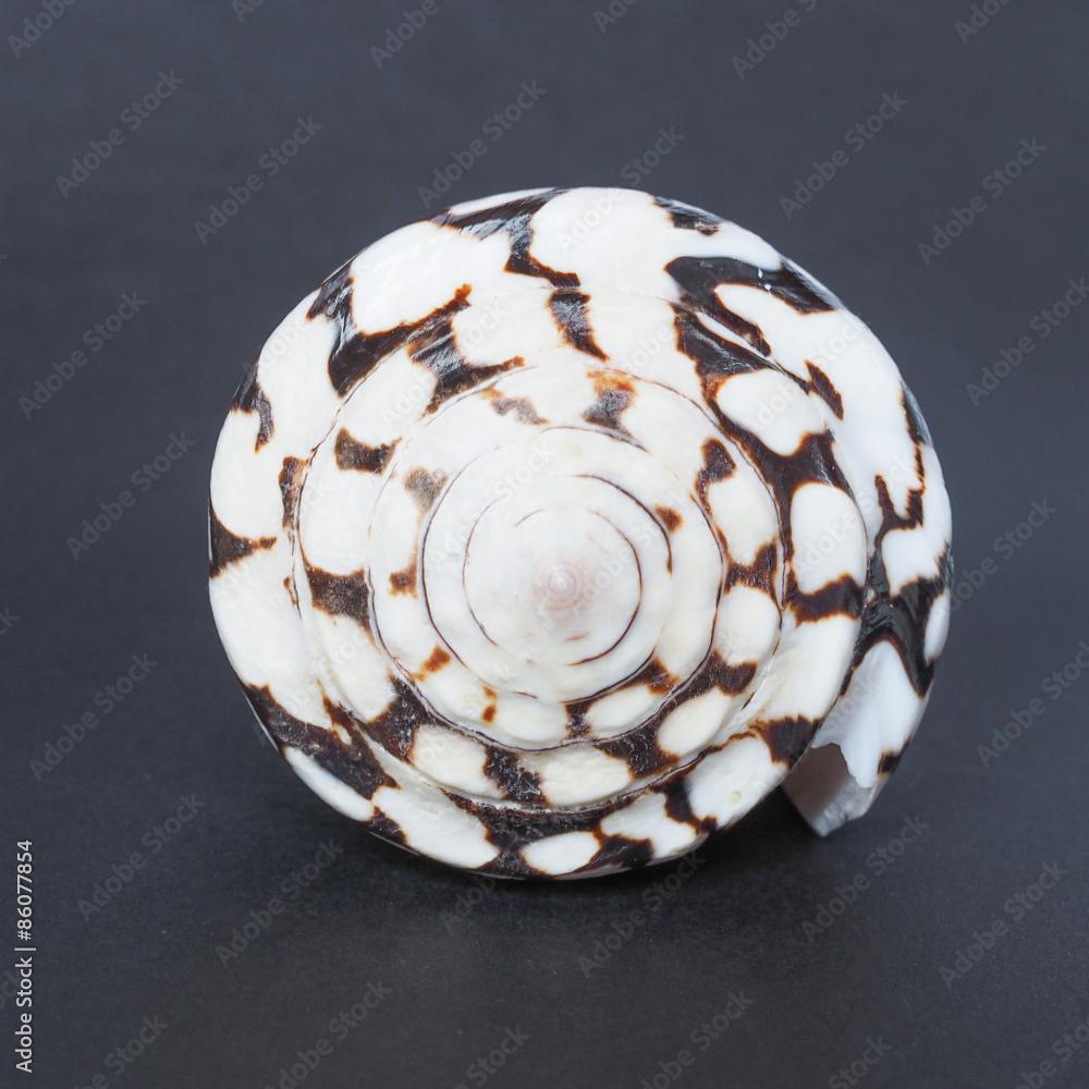 Marble Cone · Conus marmoreus · Reeflings Library