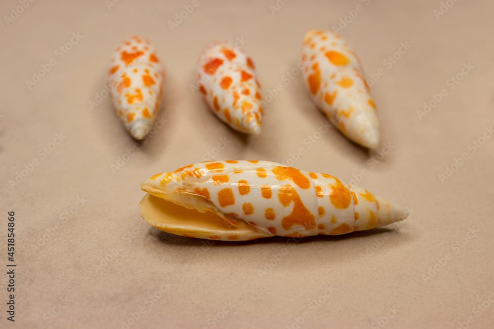 Marble Cone · Conus marmoreus · Reeflings Library