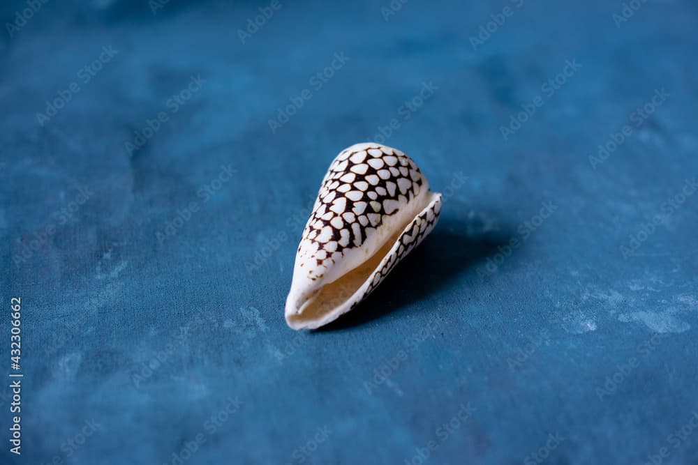 Marble Cone · Conus marmoreus · Reeflings Library