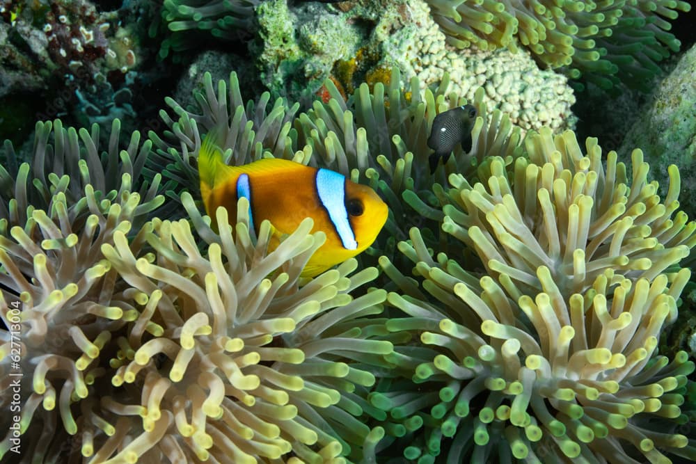 Fish · Reeflings Library