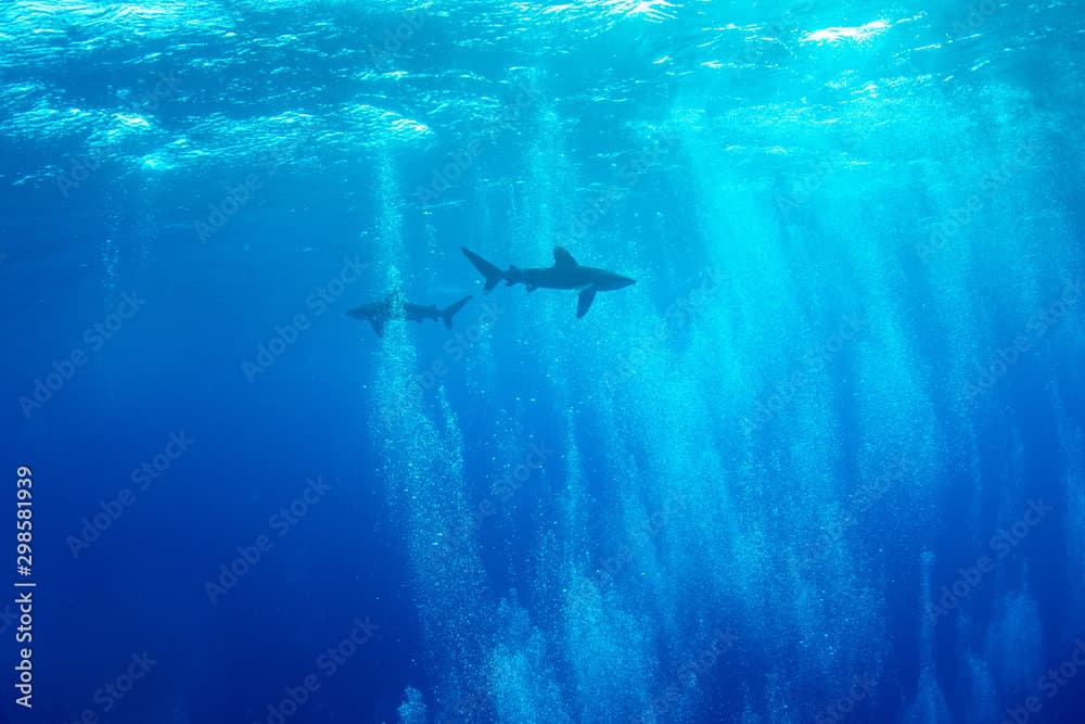 Oceanic white-tip shark · Carcharhinus longimanus · Reeflings Library