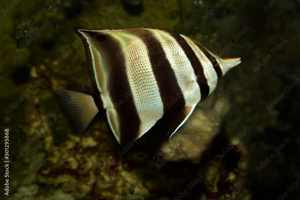 coralfish · Chelmonops truncatus · Reeflings Library