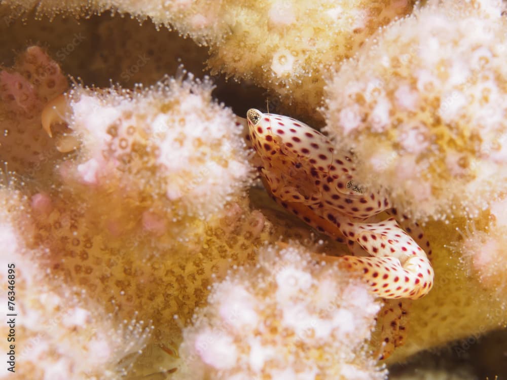 Red Spotted Coral Crab · Trapezia tigrina · Reeflings Library