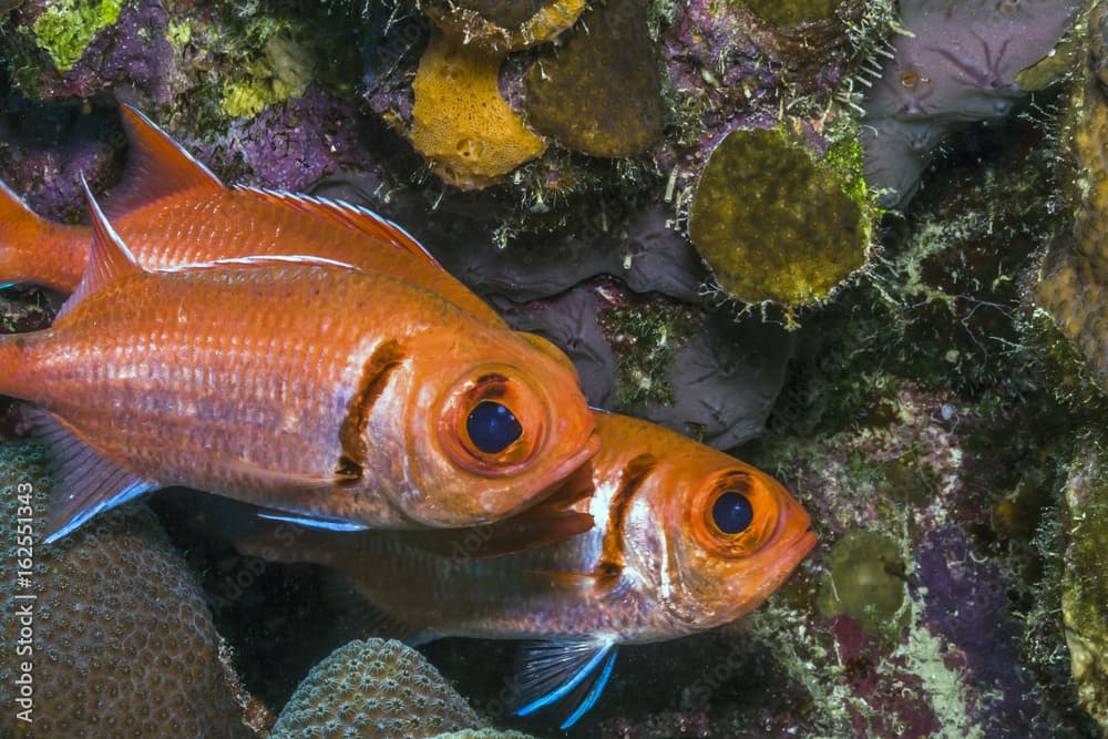 blackbar soldierfish · Myripristis jacobus · Reeflings Library