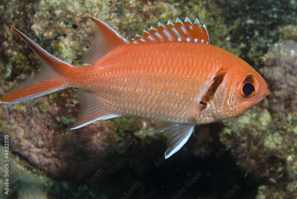 blackbar soldierfish · Myripristis jacobus · Reeflings Library