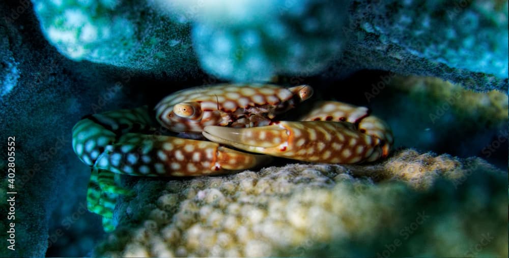 Spotted Trapezia Crab · Trapezia guttata · Reeflings Library