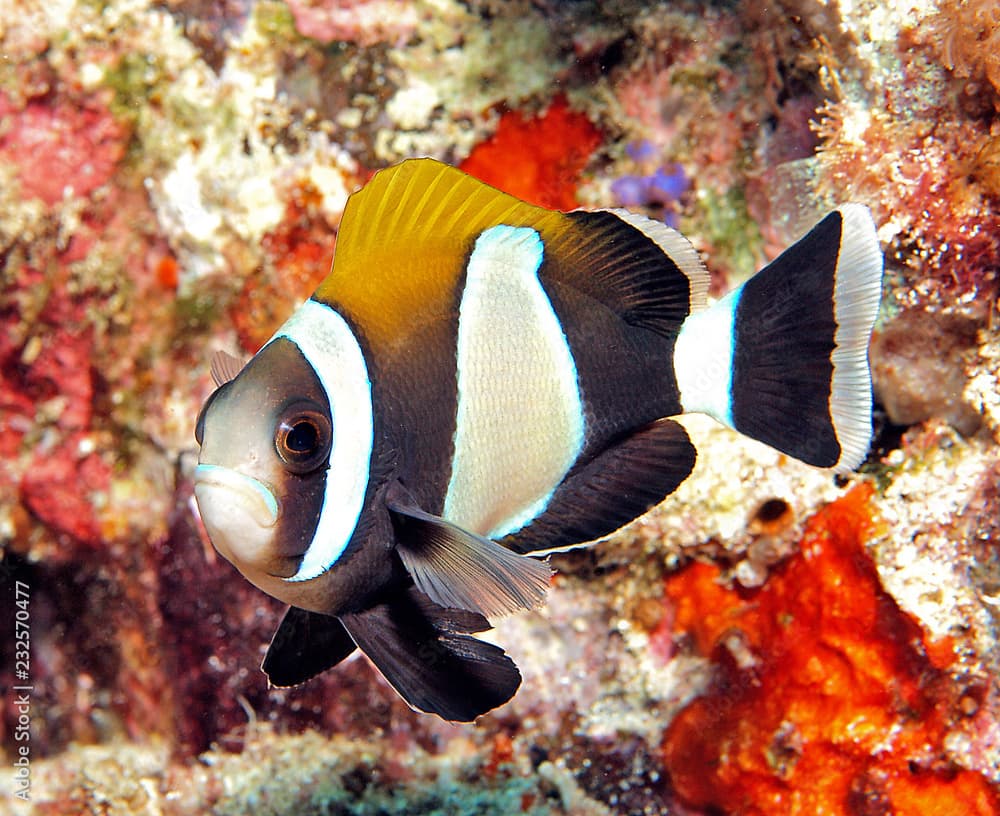 Fish · Reeflings Library