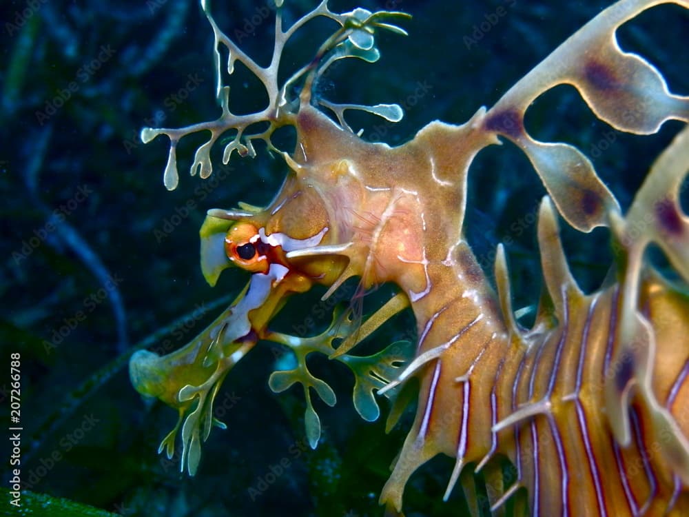 leafy sea dragon · Phycodurus eques · Reeflings Library