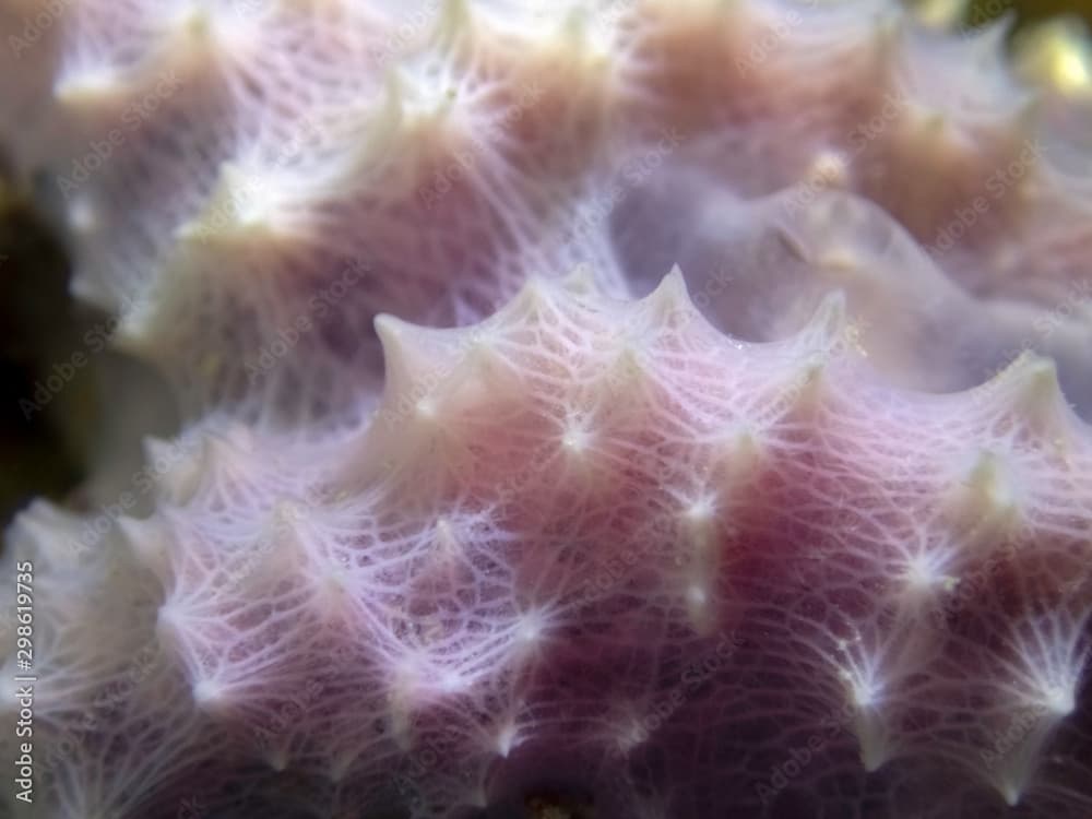 Pink Encrusting Sponge · Haliclona rosea · Reeflings Library