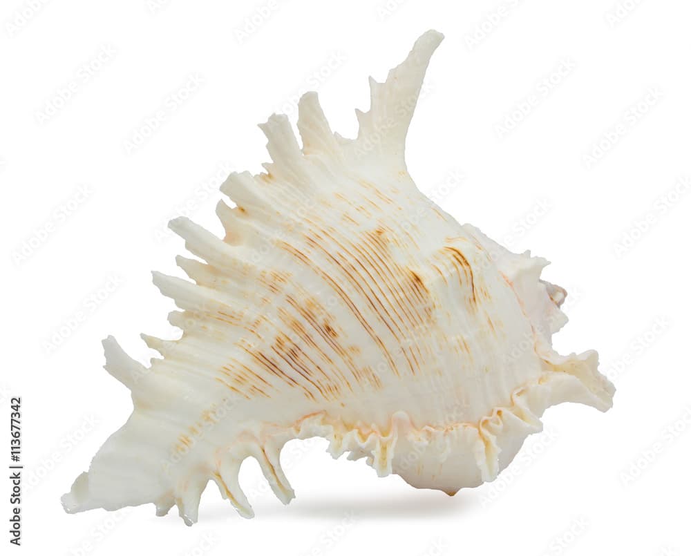 Ramose Murex · Chicoreus ramosus · Reeflings Library