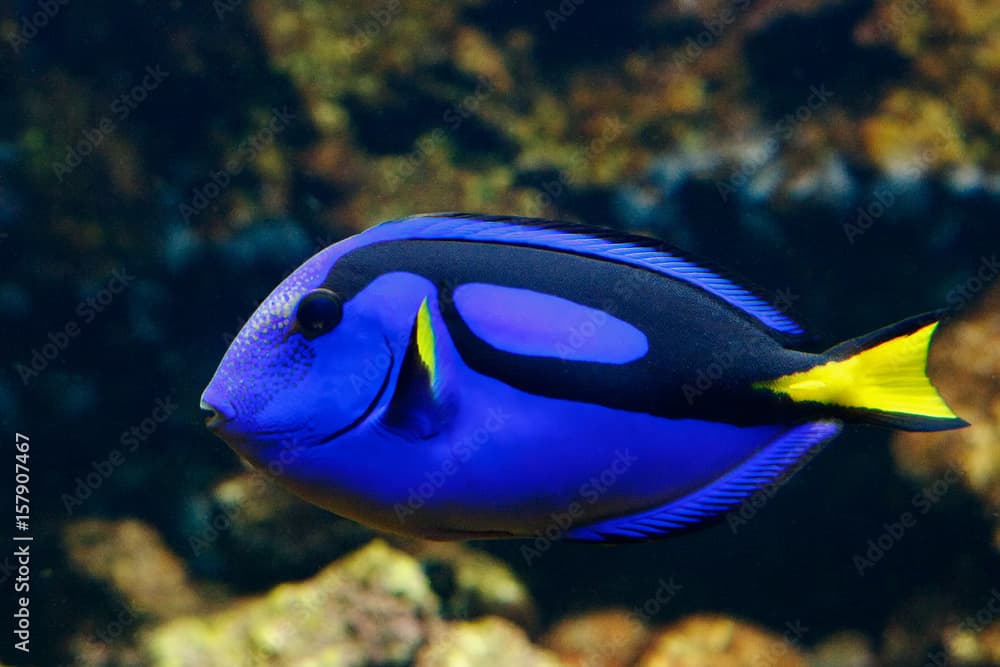 Blue tang · Paracanthurus hepatus · Reeflings Library