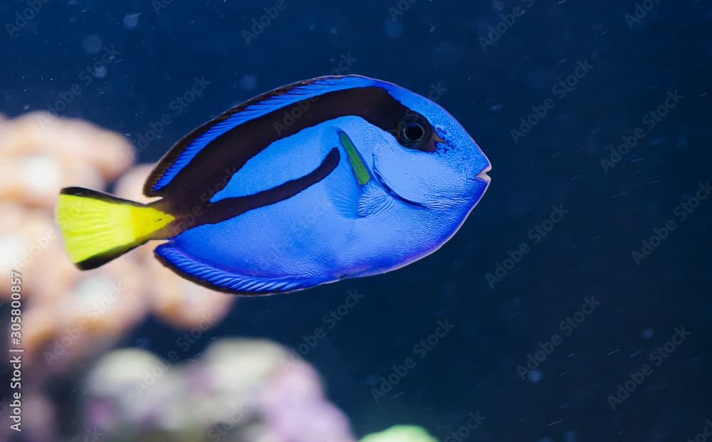 Blue tang · Paracanthurus hepatus · Reeflings Library