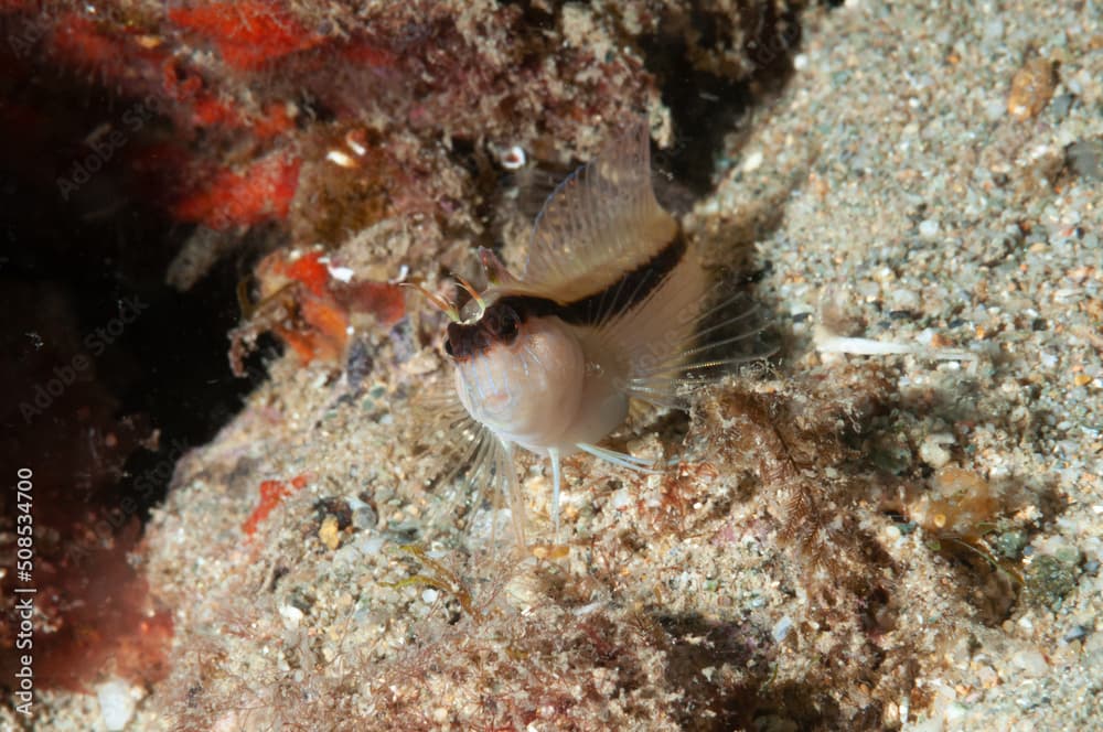 longstriped blenny · Parablennius rouxi · Reeflings Library