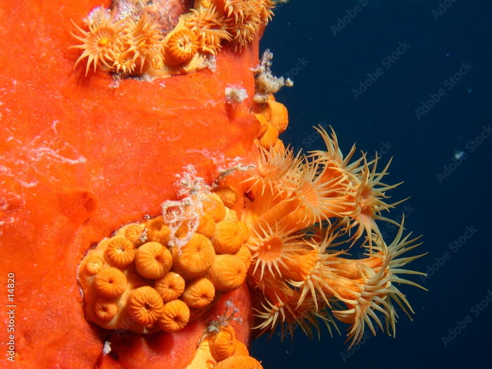 yellow sponge · Axinella damicornis · Reeflings Library