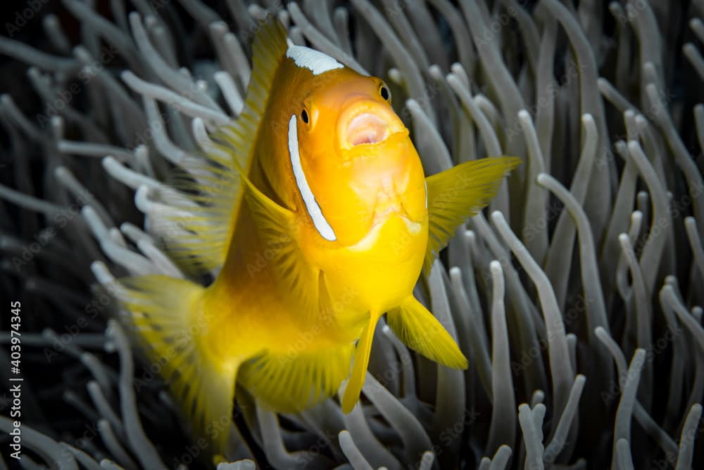 Fish · Reeflings Library