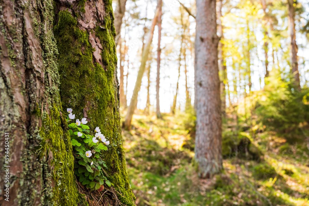 tree anemone · Actinodendron arboreum · Reeflings Library