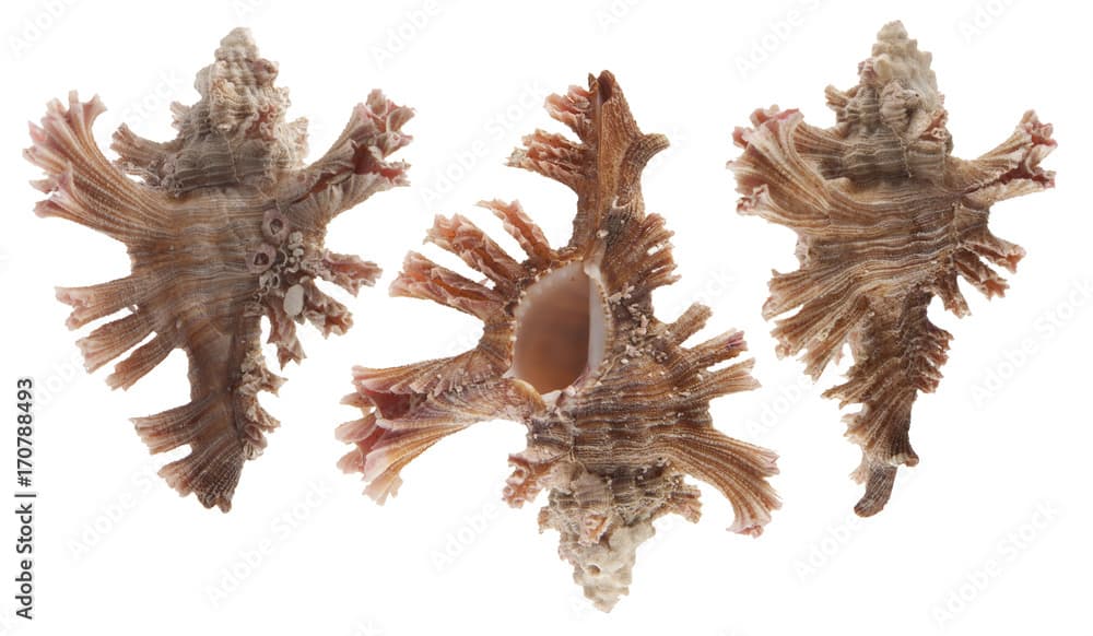 Rose-branch Murex · Chicoreus palmarosae · Reeflings Library