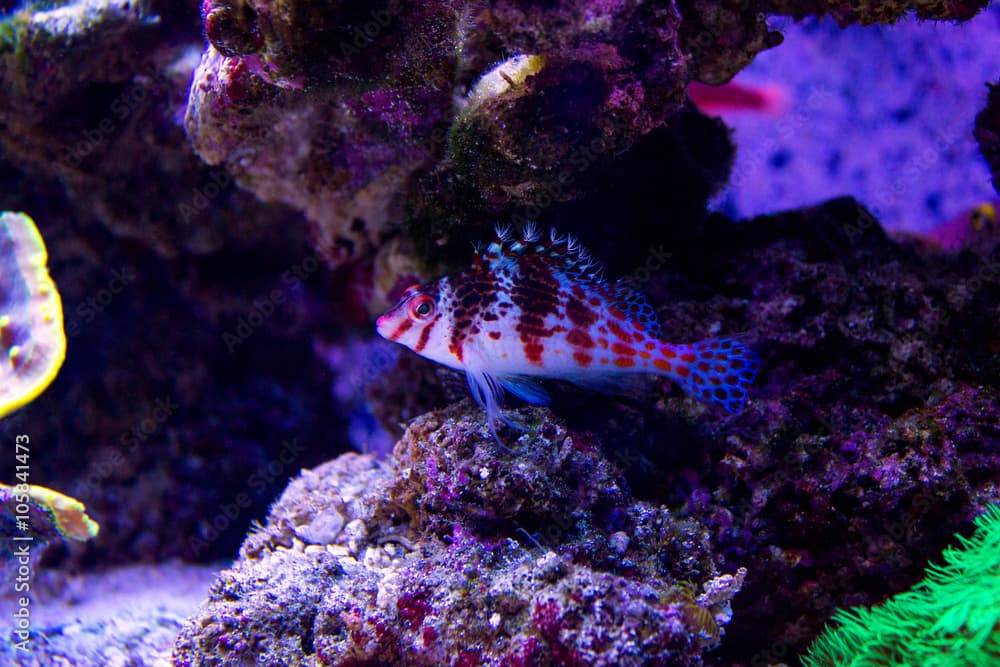 Dwarf hawkfish · Cirrhitichthys falco · Reeflings Library